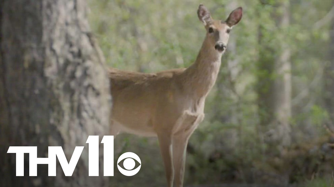 What to know about deer hunting on private land in Arkansas | Outdoor ...