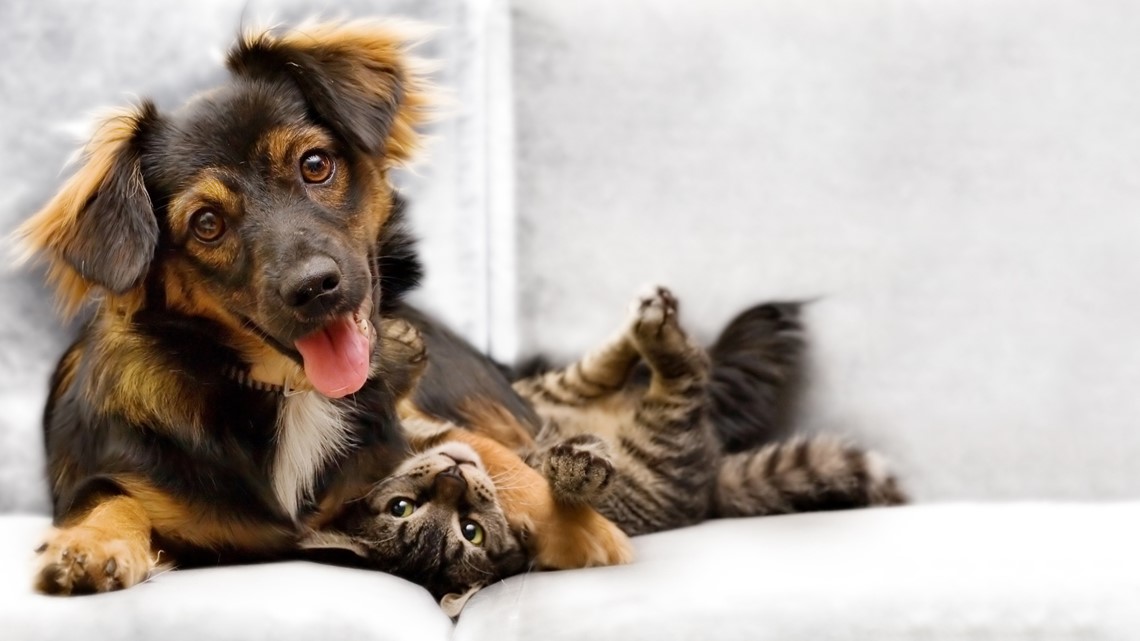 Adoptions at Little Rock Animal Village now free | thv11.com