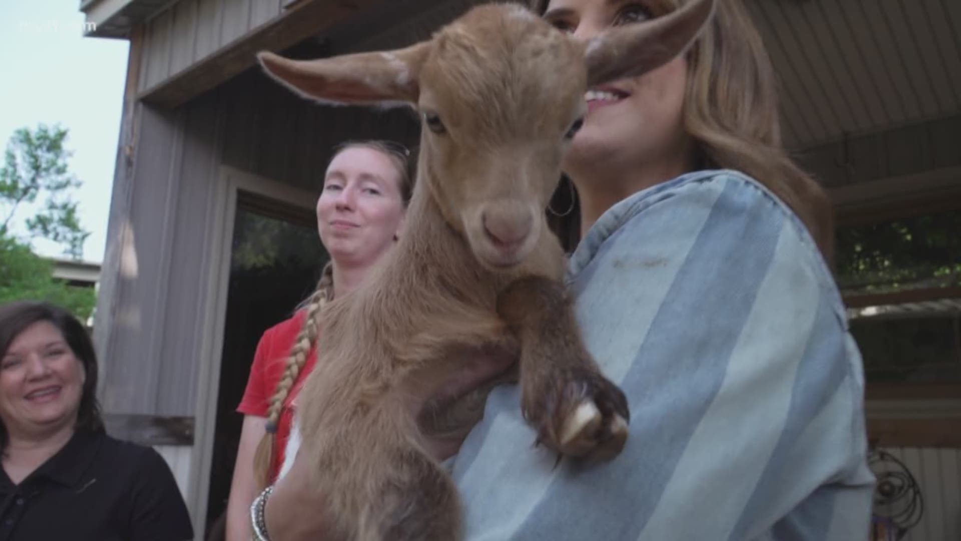 Goats at Heifer farm named after Harry Potter characters | thv11.com