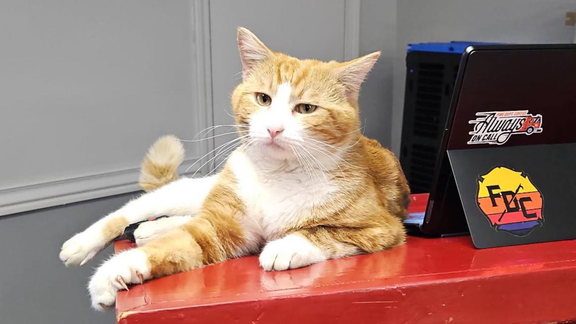 Meet Shamrock | The cat with a paws-on role at this Arkansas fire ...