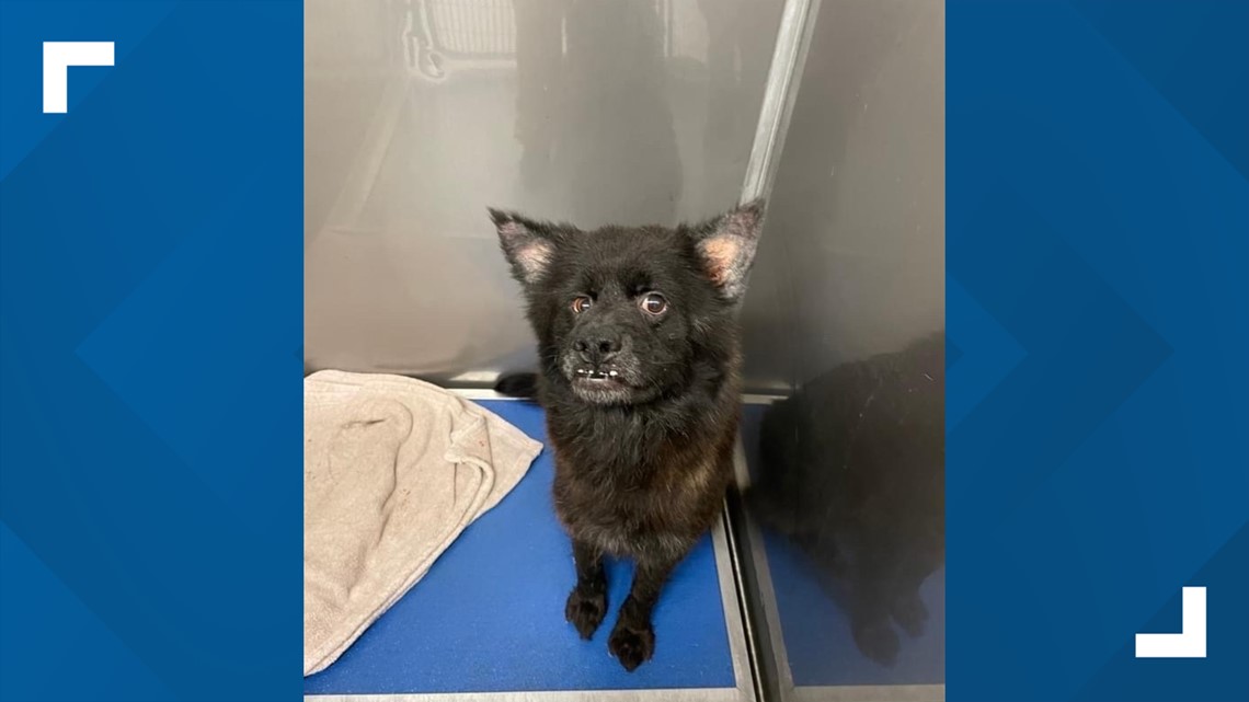 Arkansas dog that looks like a bat is an internet sensation | thv11.com