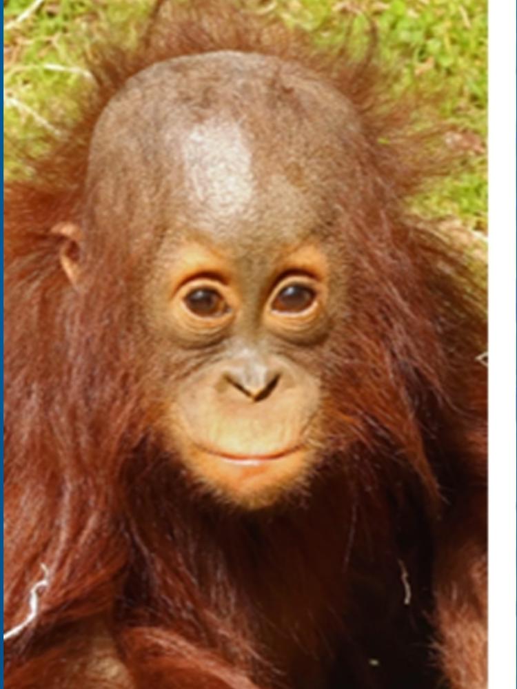 Little Rock Zoo mourns loss of beloved young orangutan named Kota ...