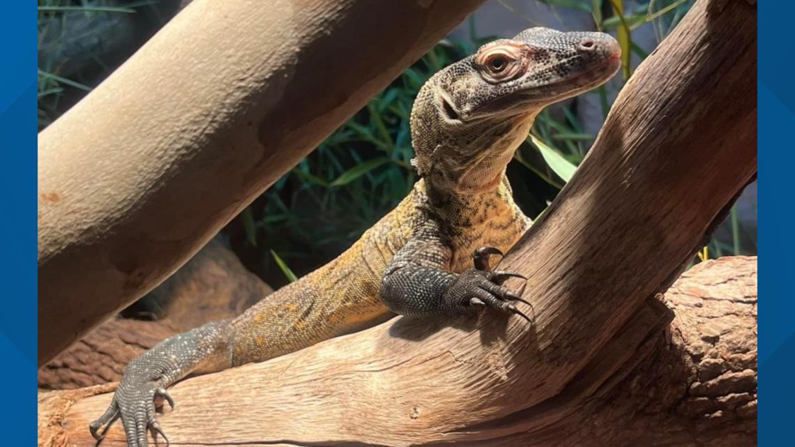 Little Rock Zoo introduces two exciting new amphibian and reptile ...