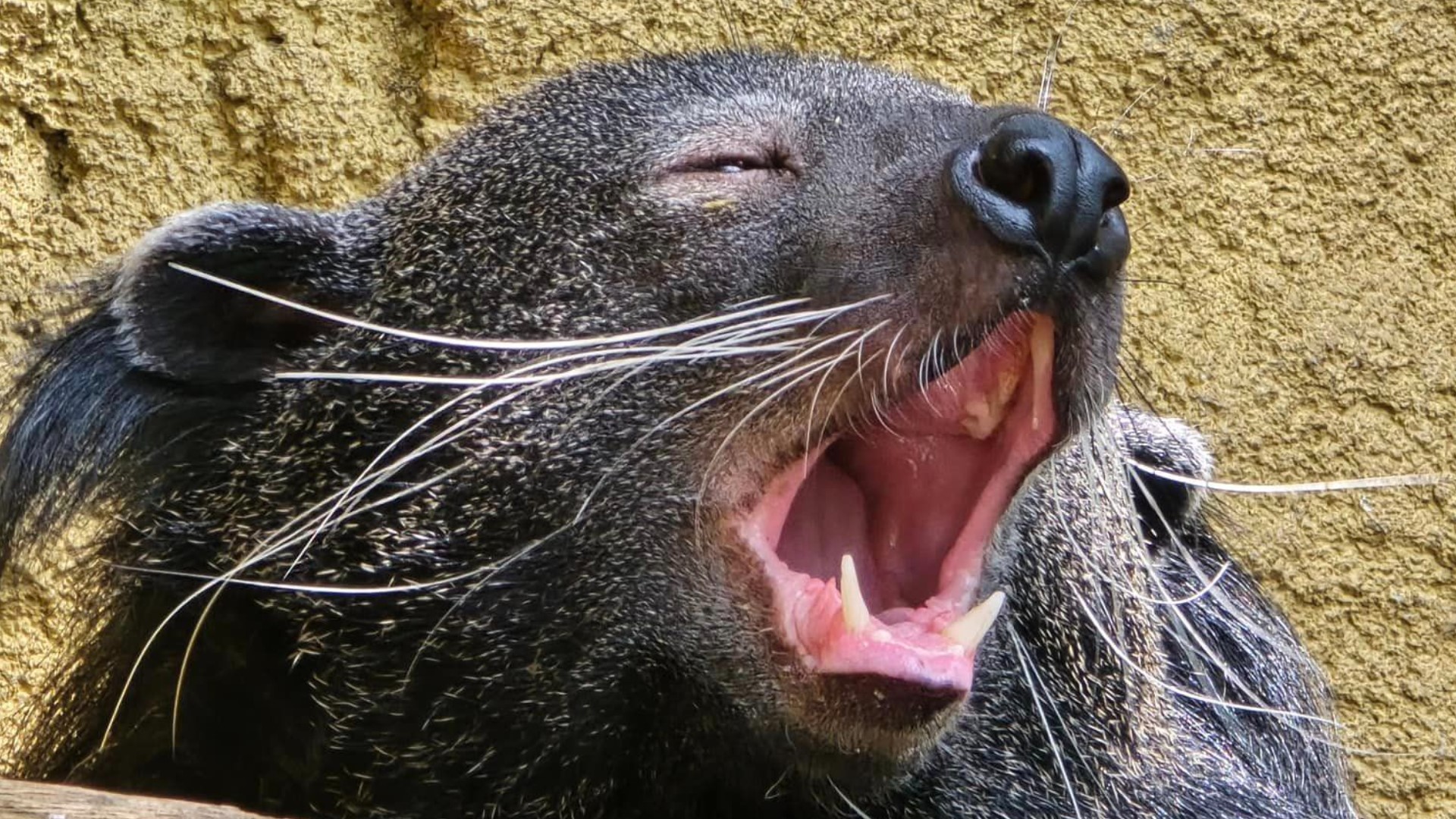 Little Rock Zoo welcomes Merlin the Binturong to zoo | thv11.com