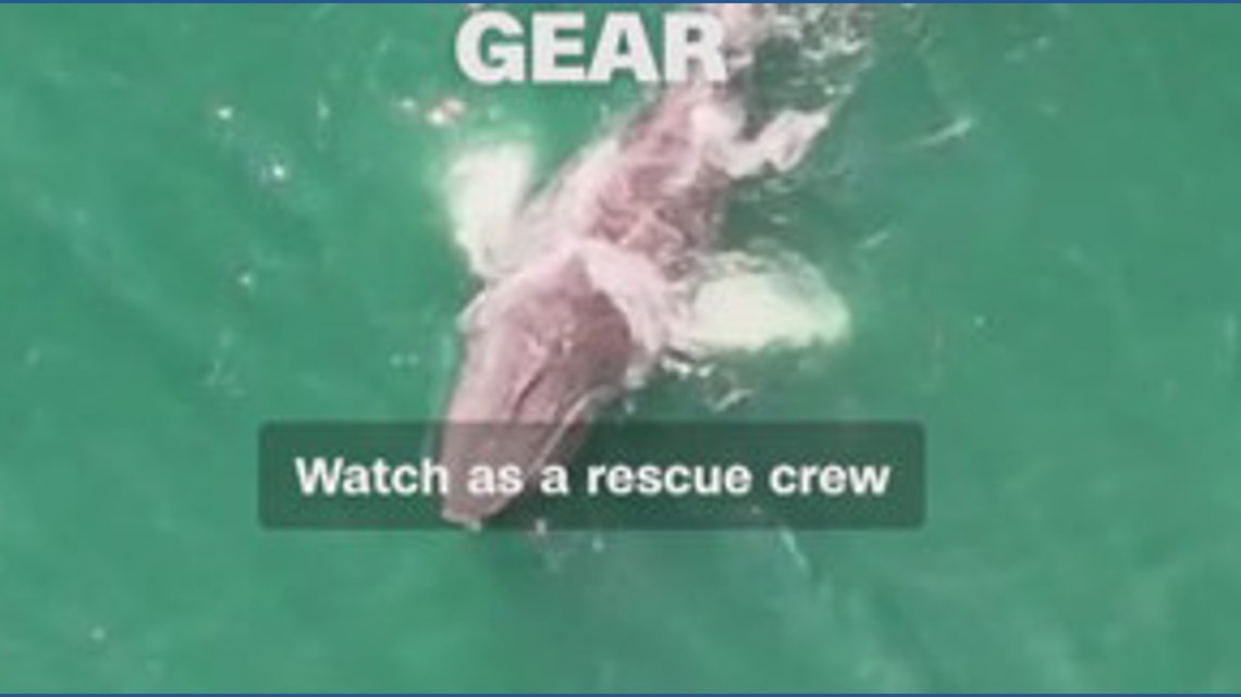 Fishermen free an entangled whale from net | thv11.com