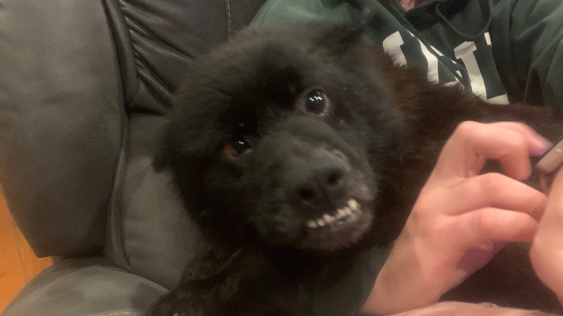 Arkansas dog that looks like a bat is an internet sensation | thv11.com