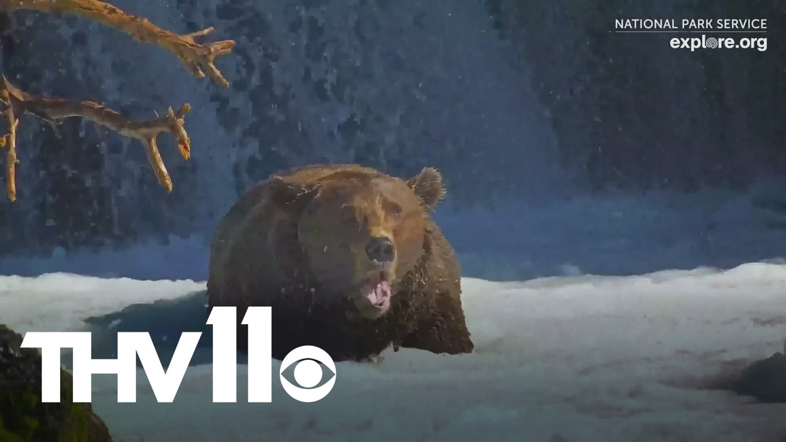 Fat Bear Week voting begins in Alaska | thv11.com