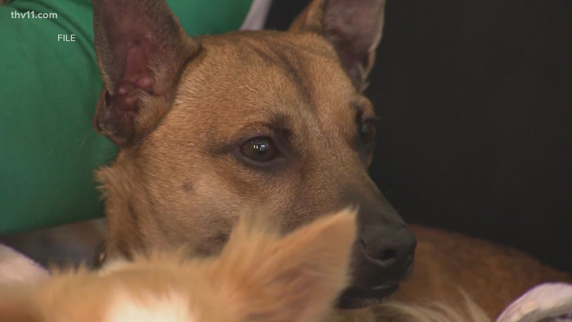 Online pet scam can cost owners a lot of money | thv11.com