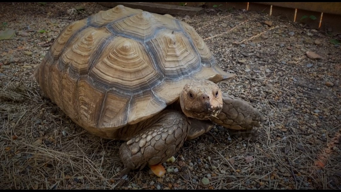Potato the 14-year-old tortoise returns home safely | thv11.com