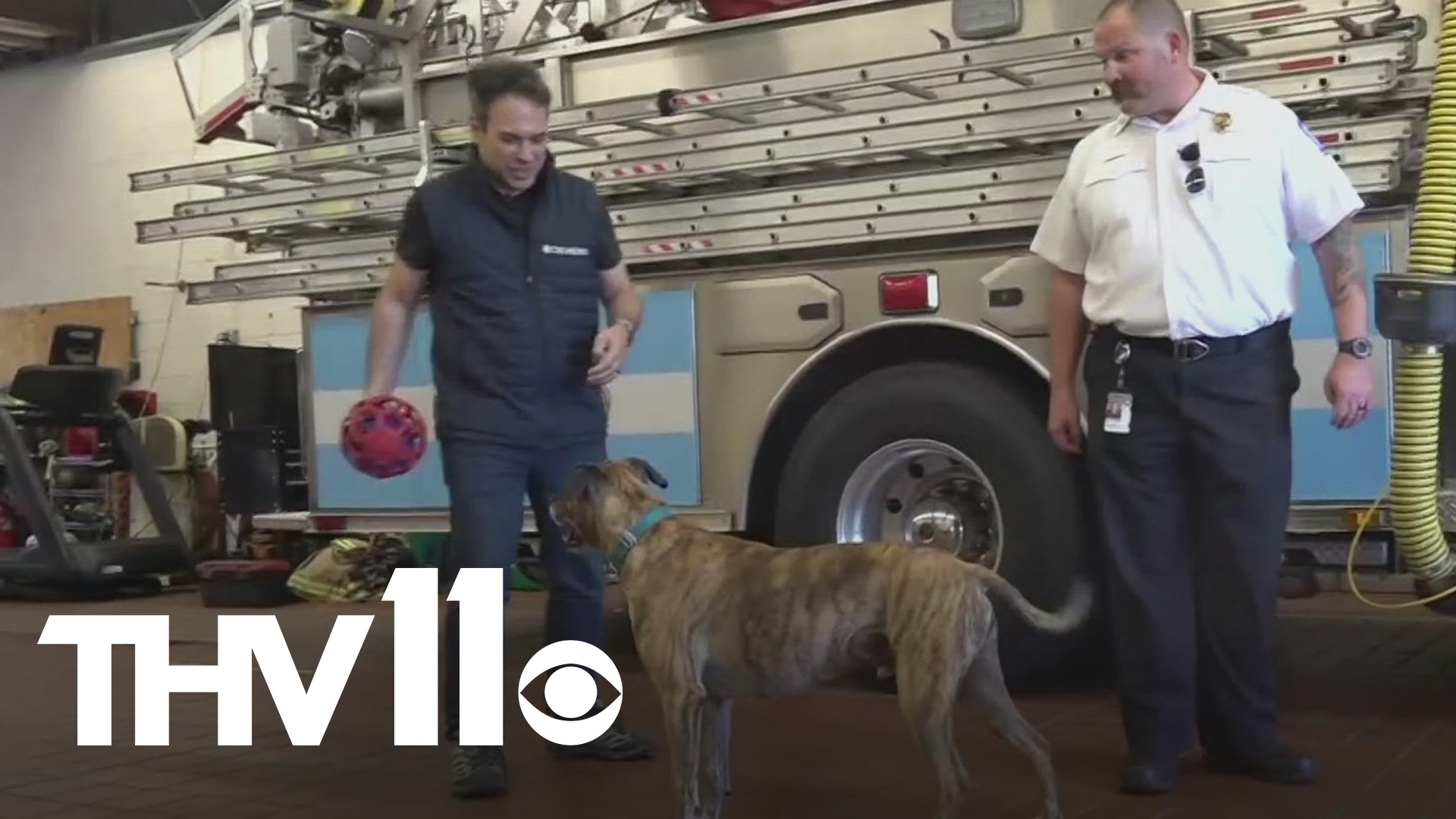 Dog chewing on lithium battery causes fire to spark in living room ...