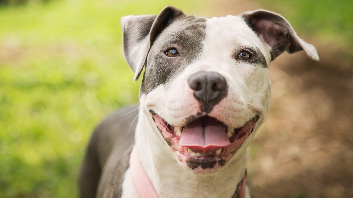 North Little Rock group protests against 16 year old pit bull ban ...