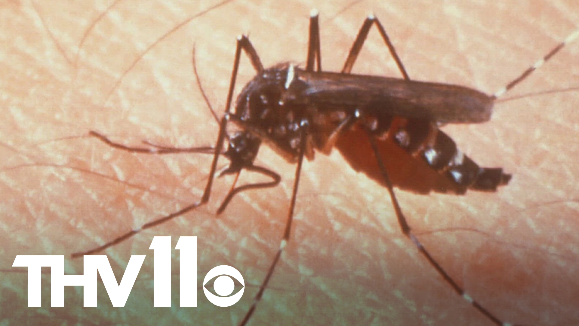 Mosquitos bring 'dengue fever' to the United States | thv11.com