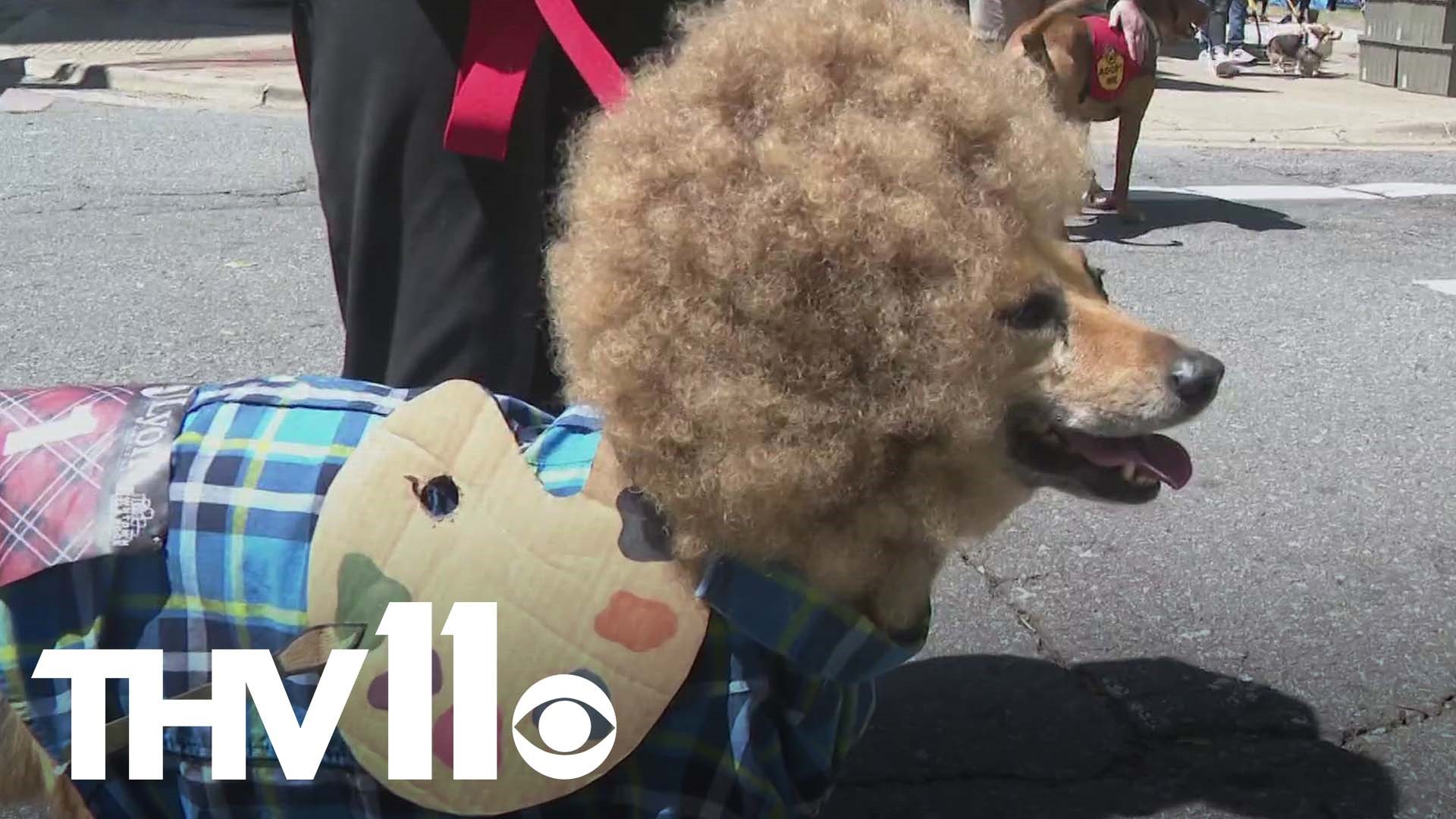 Barkus on Main brings 'pawty' to Little Rock | thv11.com