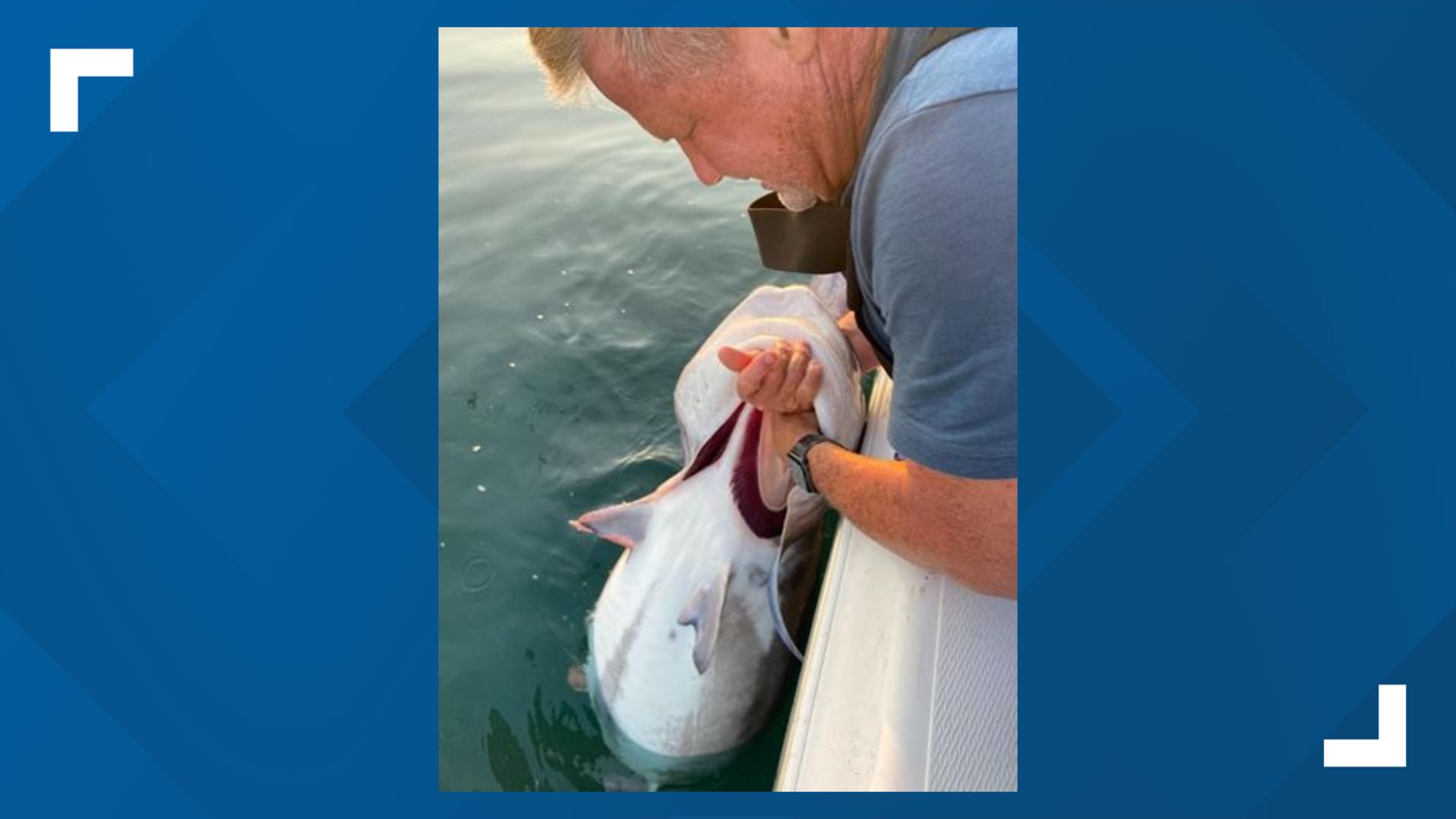 Angler snags state paddlefish record | thv11.com