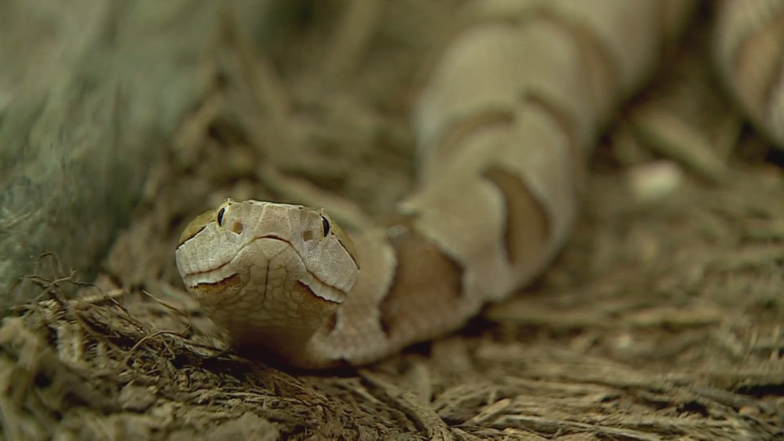 Arkansas sees extended snake season this year | thv11.com