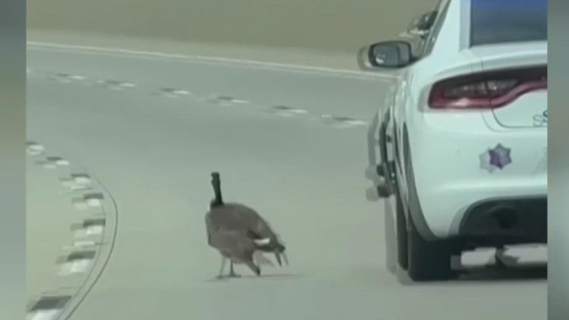 Video of Arkansas police running over geese sparks outrage | thv11.com
