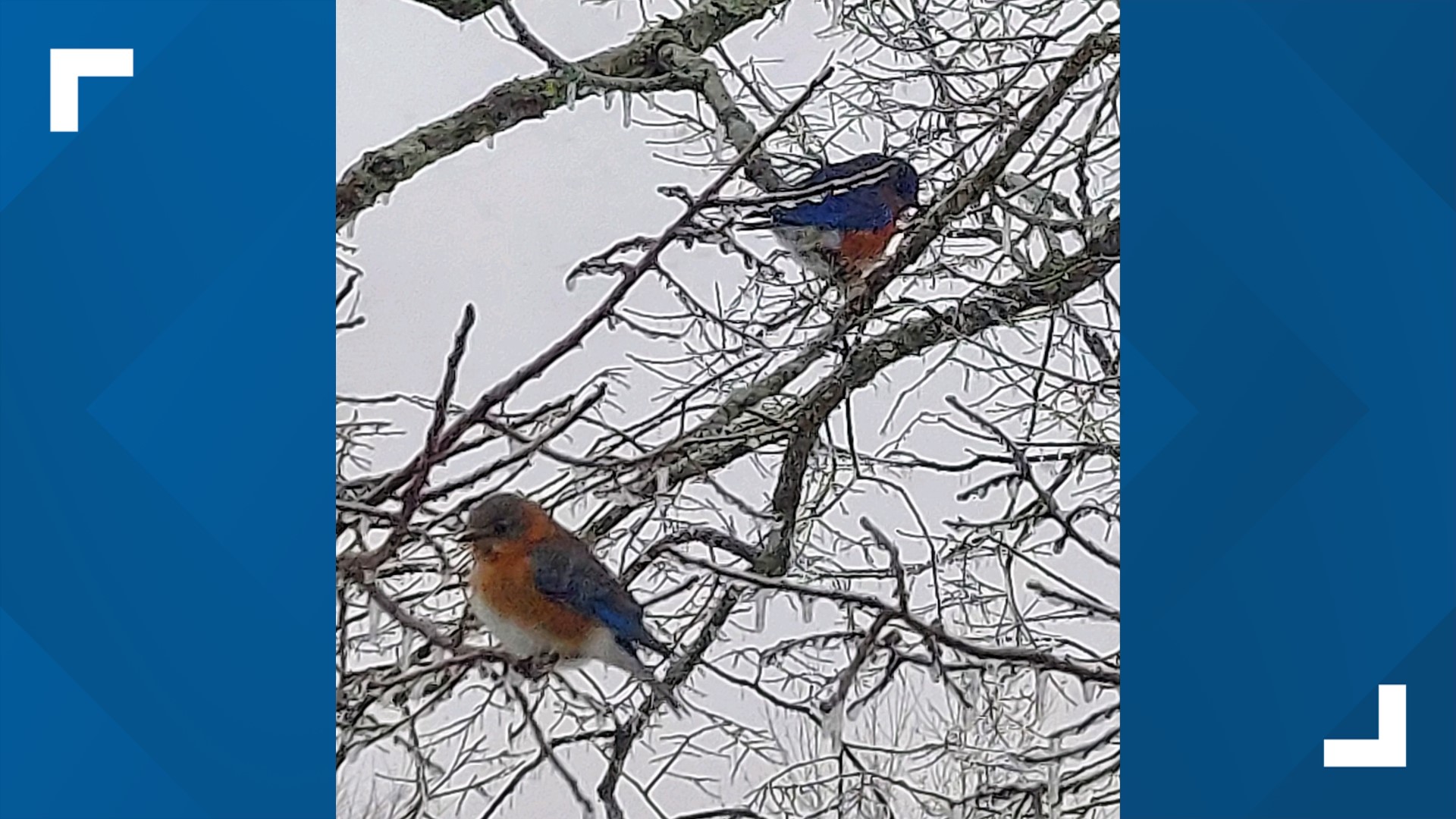 Winter weather expected this week in Arkansas | thv11.com