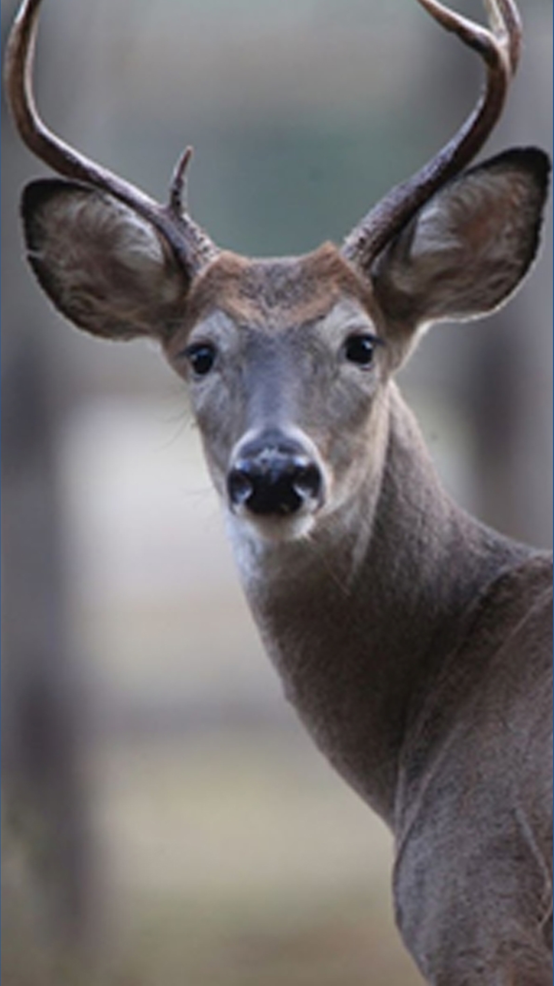 Arkansas group works to turn deer hunting season into food for the ...