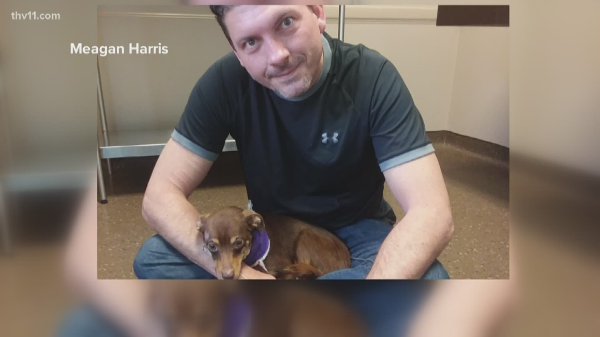 Dog shot by Faulkner County sheriff's deputy to undergo surgery | thv11.com