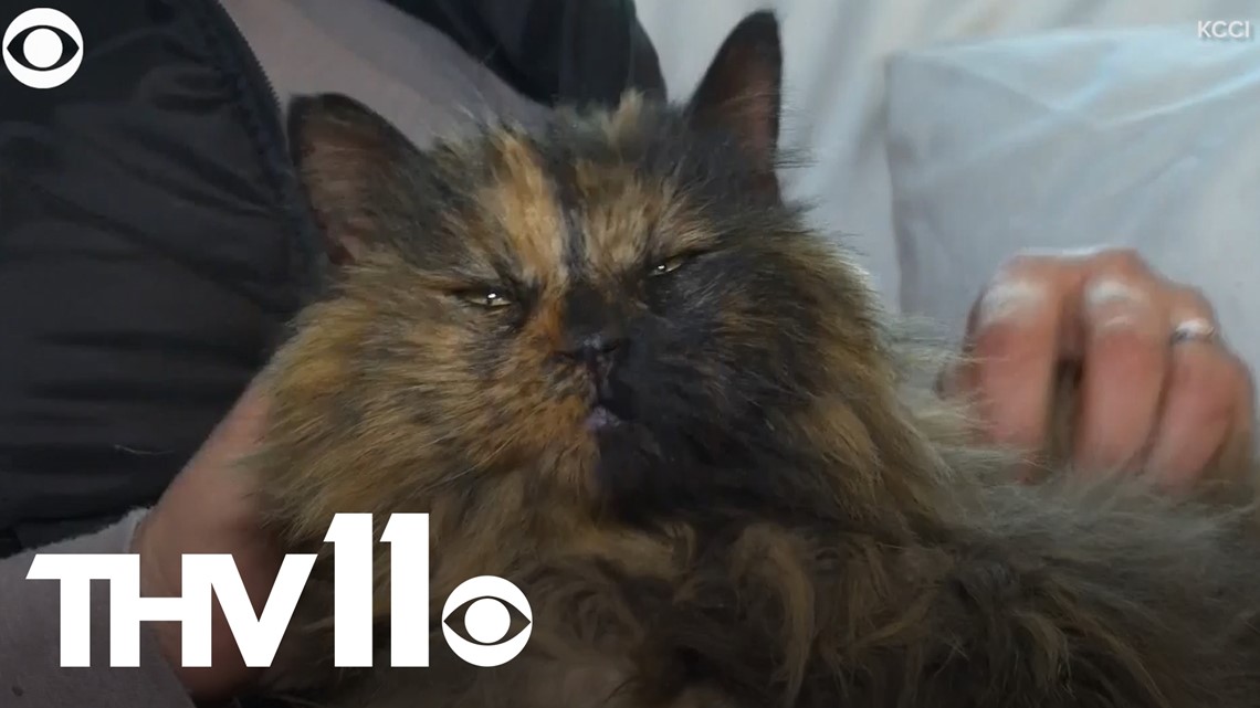 Cat survives tornado in Iowa | thv11.com