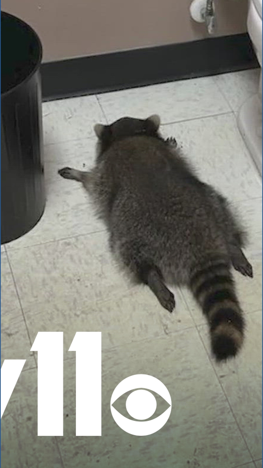 Raccoon goes on a drunken escapade inside Virginia liquor store | thv11.com