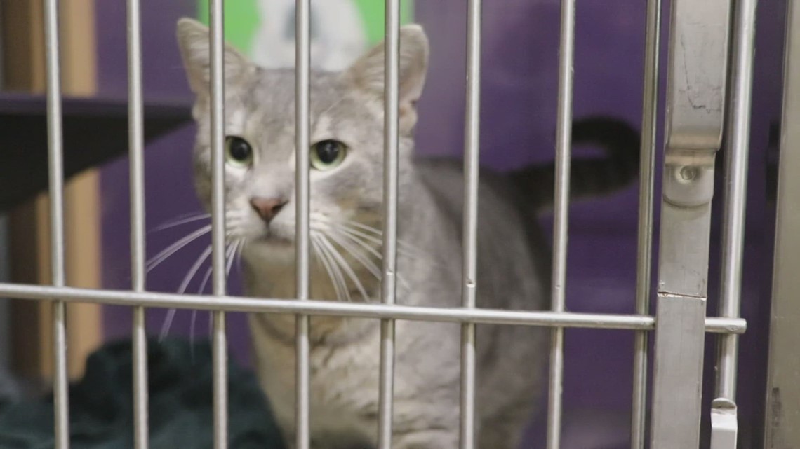 Arkansas pet owners target of scam | thv11.com