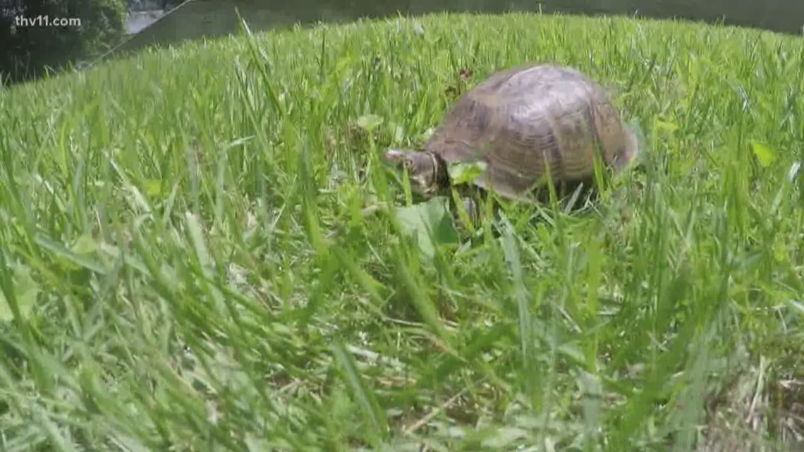 Picking up turtles can cause more harm than good | thv11.com