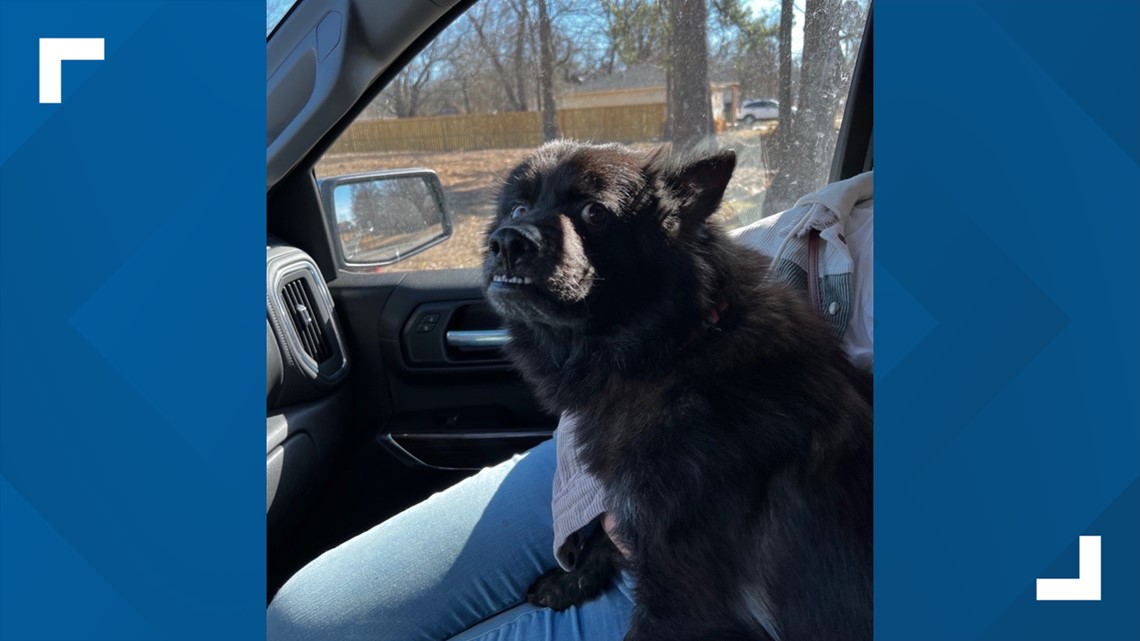 Arkansas dog that looks like a bat is an internet sensation | thv11.com