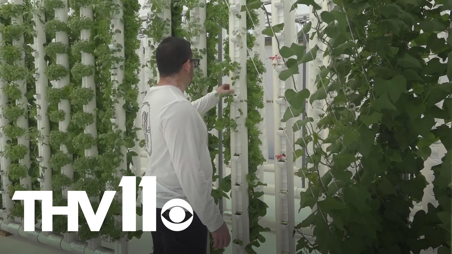 How vertical farming could combat food insecurity in Arkansas | thv11.com