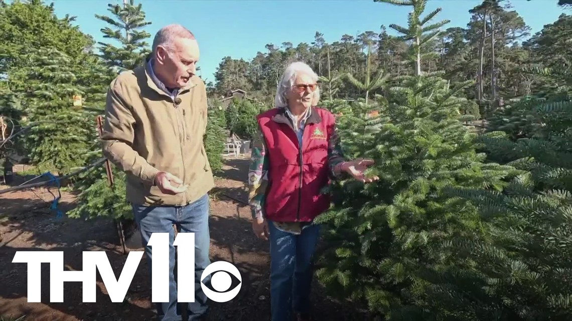 California tree farm rents out Christmas trees | thv11.com