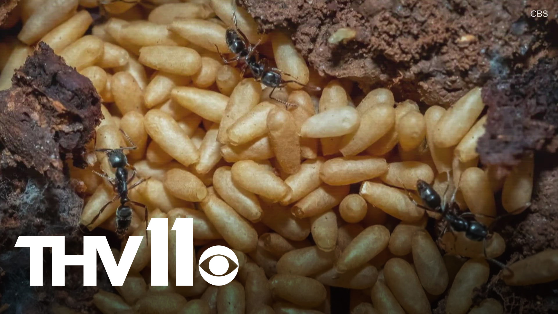 Invasive Asian needle ant with potentially fatal sting seen in Arkansas ...