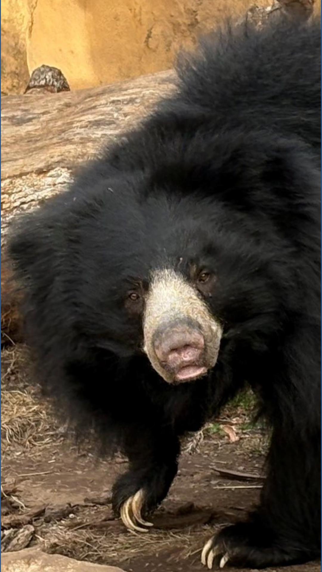 Little Rock Zoo's sloth bear prepares to welcome cubs | thv11.com