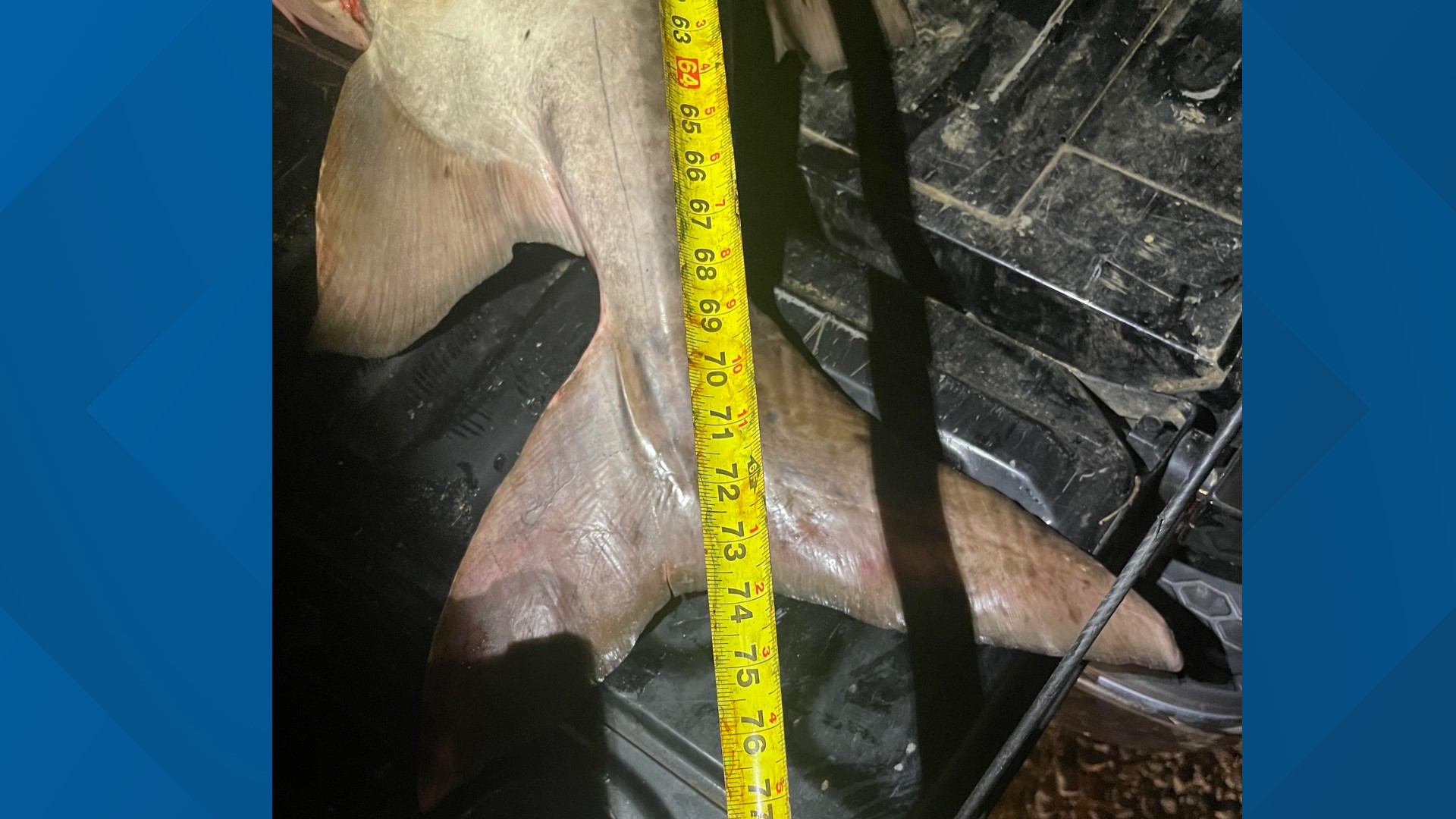 Massive 6-foot-long paddlefish found on Beaver Lake, AGFC says | thv11.com