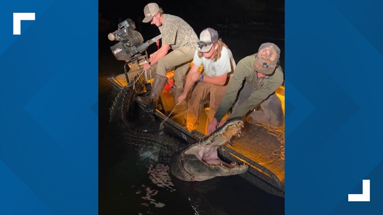 Arkansans wrangle up a huge gator in Sulphur River | thv11.com