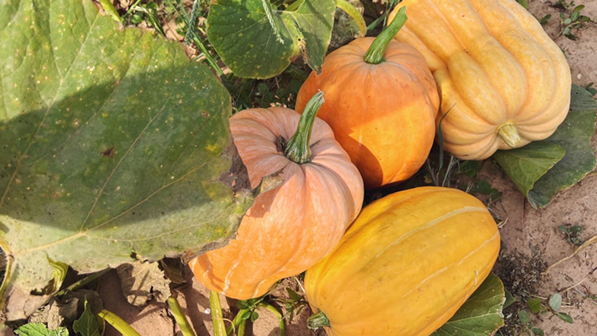 Pumpkin patches in Central Arkansas | thv11.com