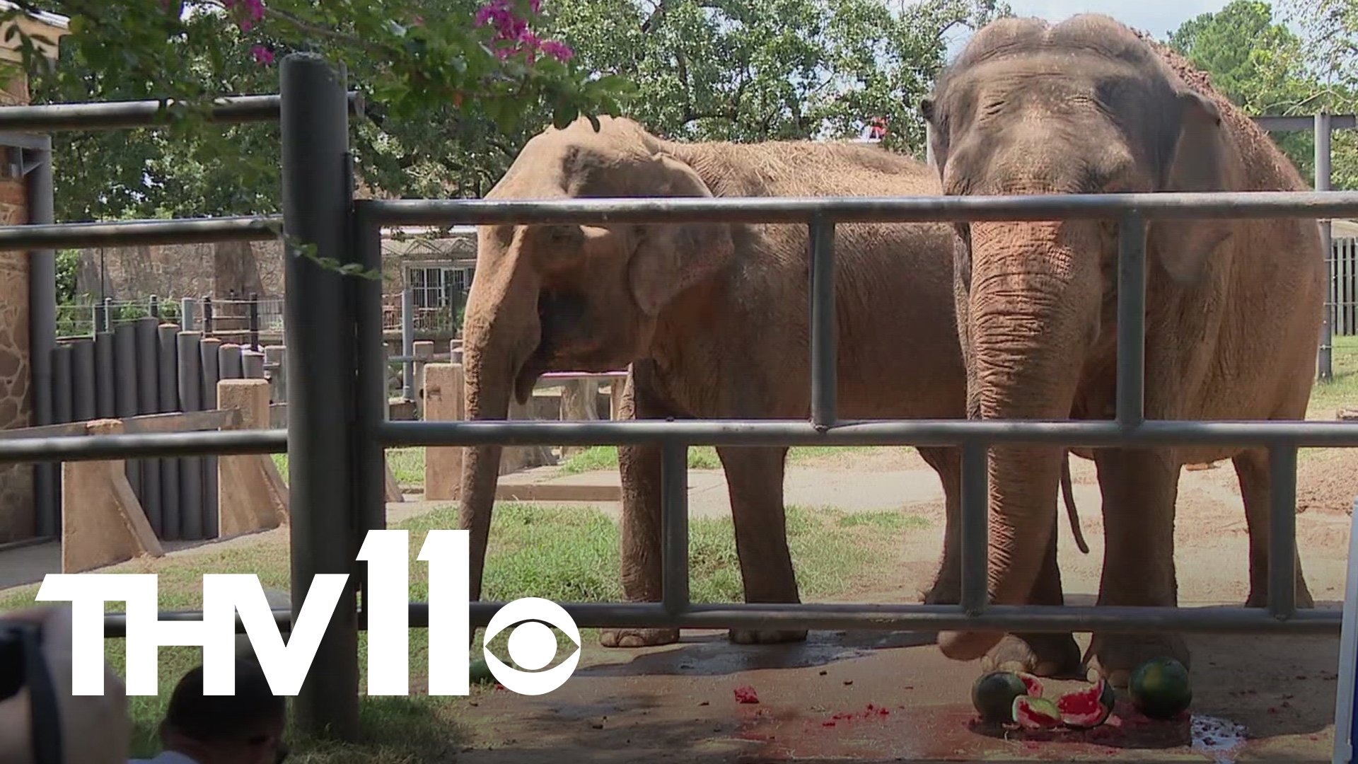 Elephants at Little Rock Zoo chow down on delicious watermelons | thv11.com
