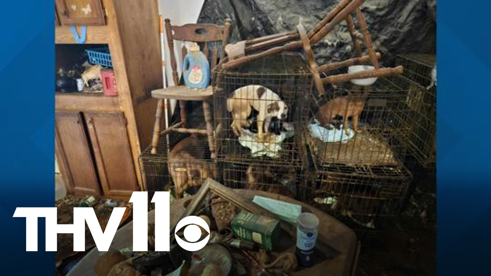 40 animals rescued from home in Jacksonville, suspect arrested | thv11.com