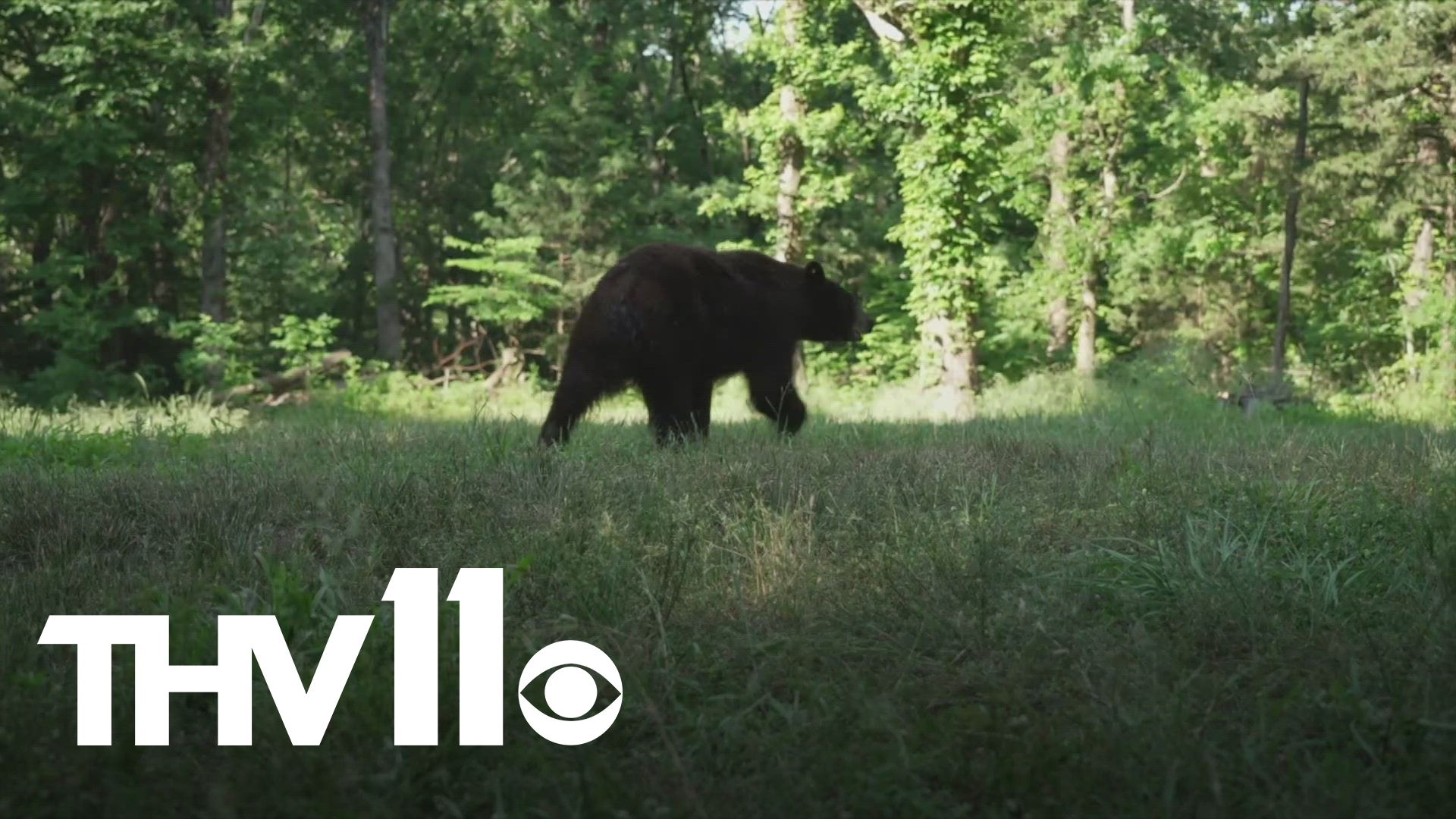 Arkansas man dies after rare black bear attack | thv11.com