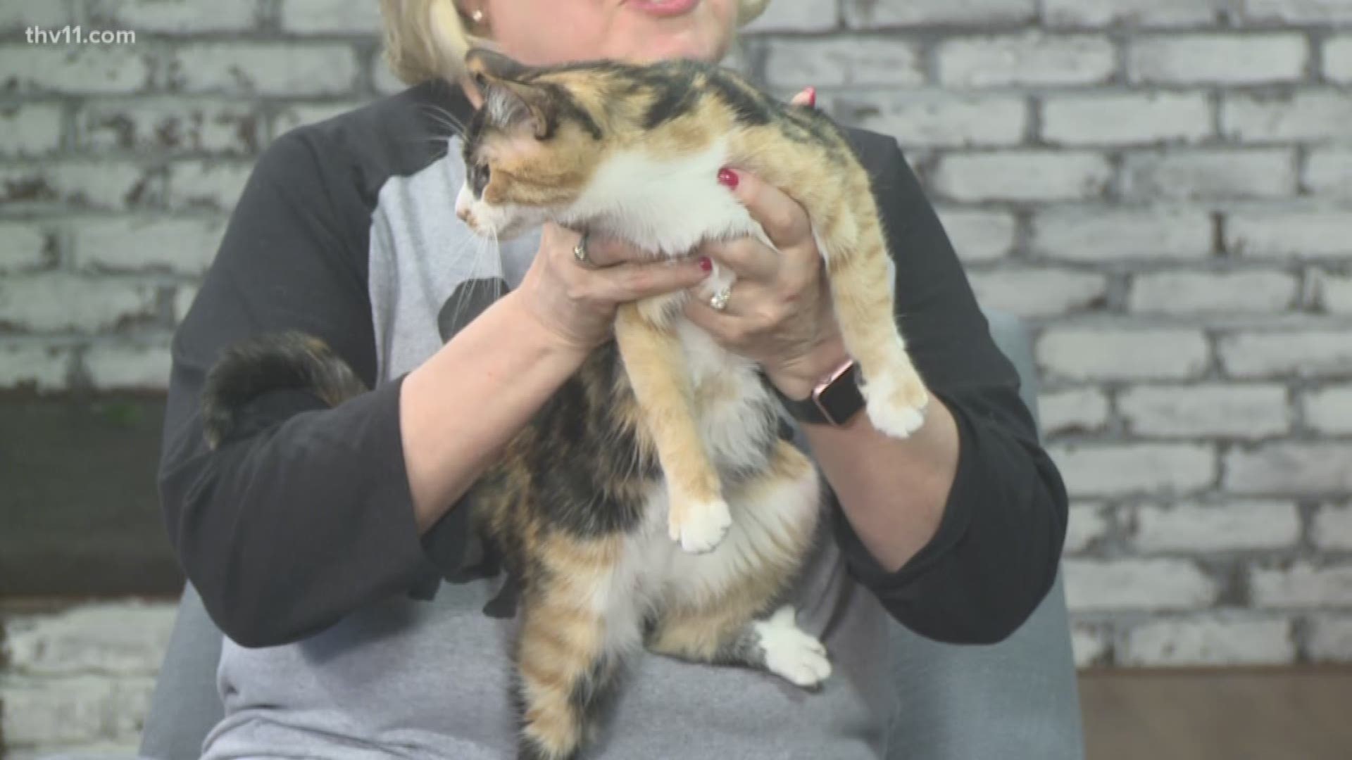 Cali the calico cat is a colorful cutie! | thv11.com