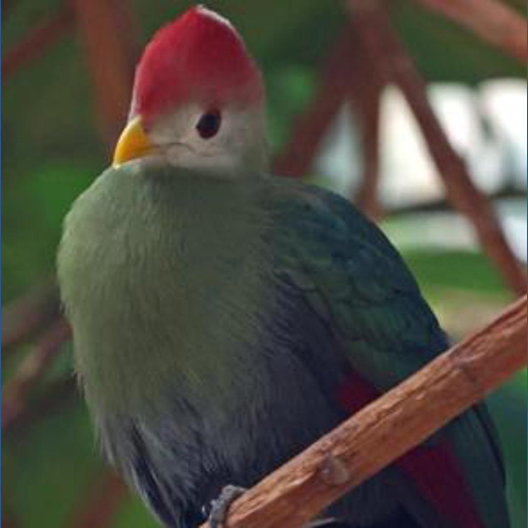 Avian flu cases cause closure of Little Rock Zoo bird house | thv11.com