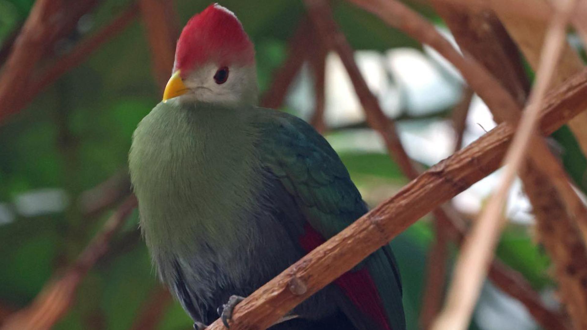 Avian flu cases cause closure of Little Rock Zoo bird house | thv11.com