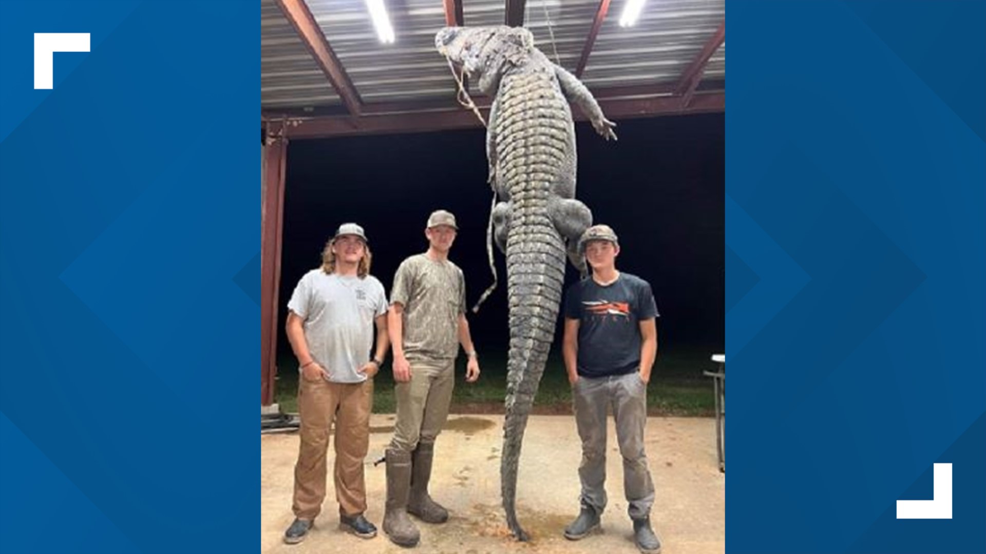 Arkansans wrangle up a huge gator in Sulphur River | thv11.com