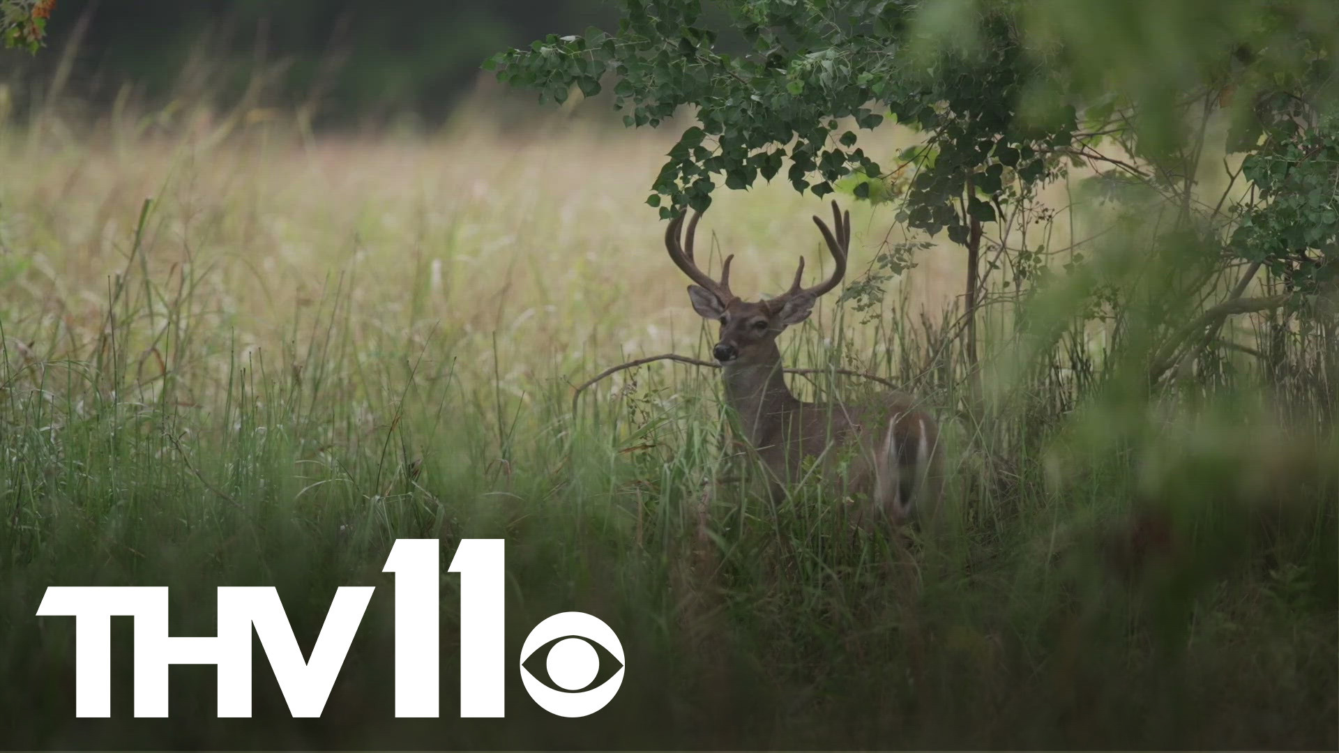 UAMS receives $1.3M to expand digital health access | thv11.com