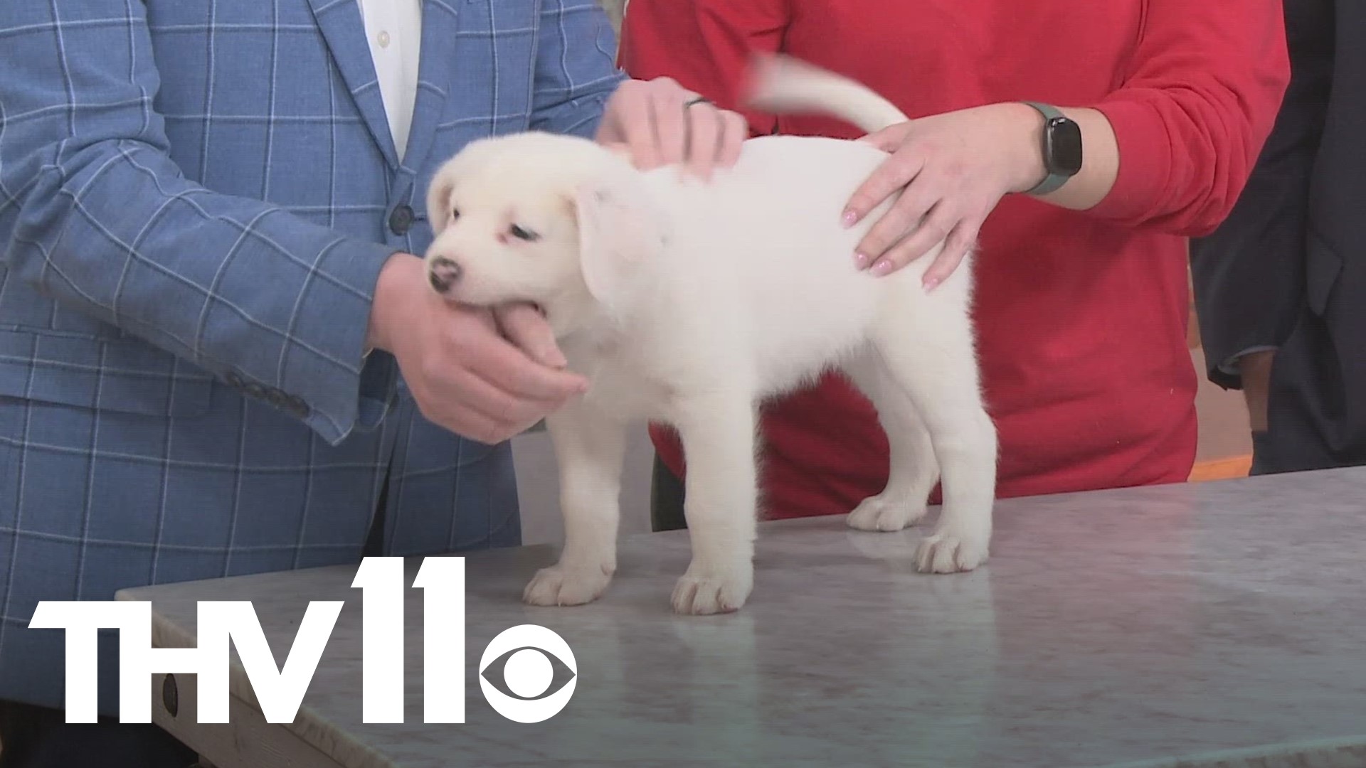 Puff | Pet of the Week | thv11.com