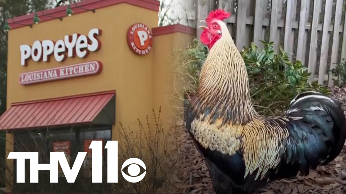 Meet Rocco, the rooster who hangs out at Popeyes | thv11.com