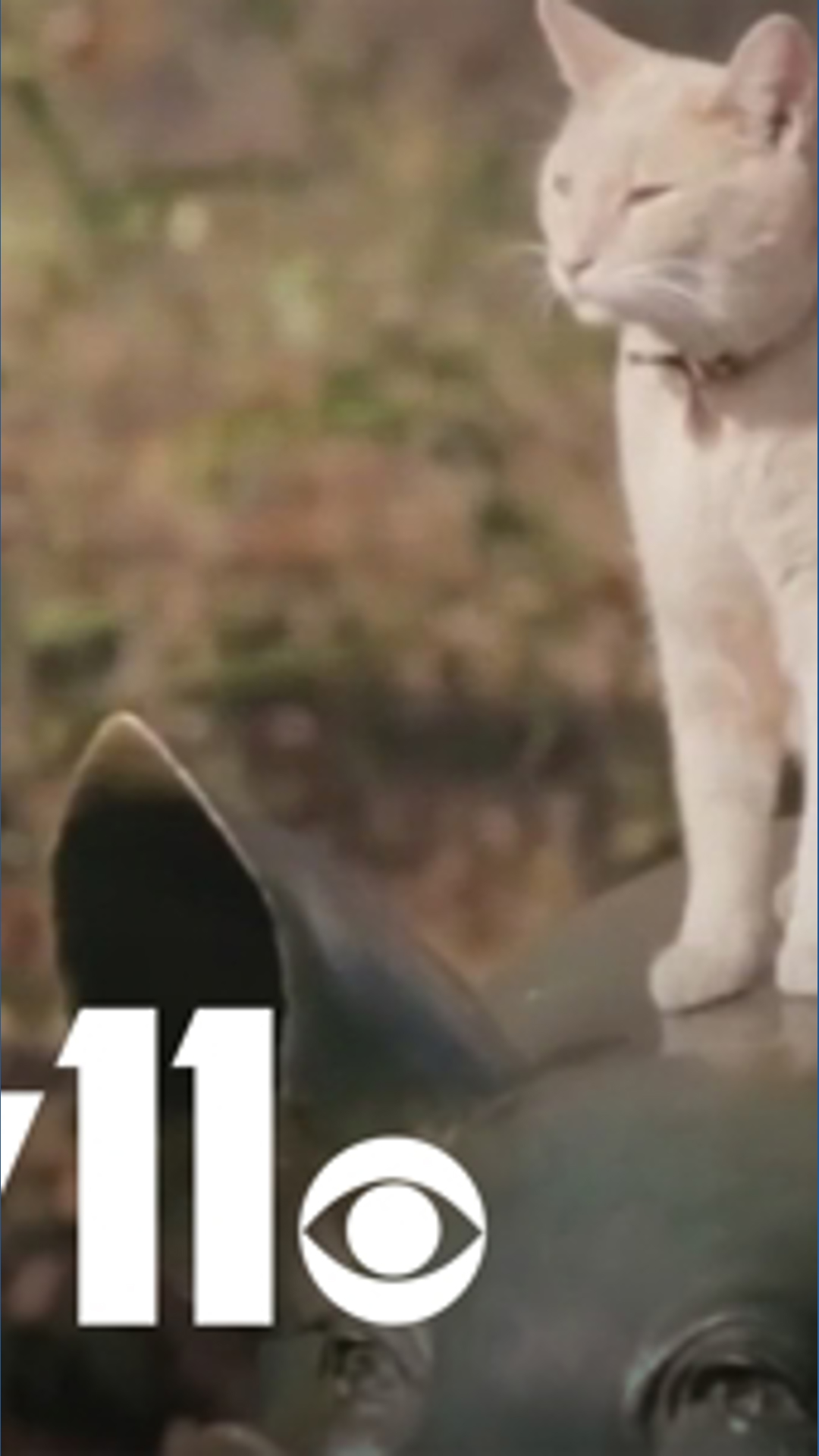 'Famous Hamish' the cat connects Arkansas community | thv11.com