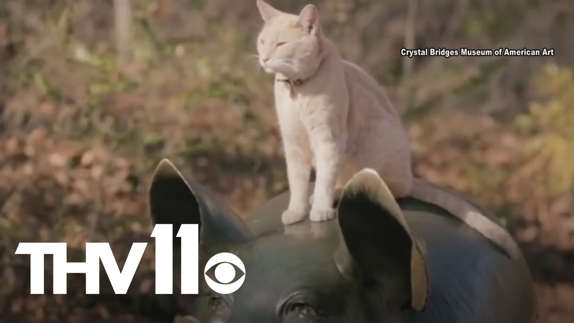 'Famous Hamish' the cat connects Arkansas community | thv11.com