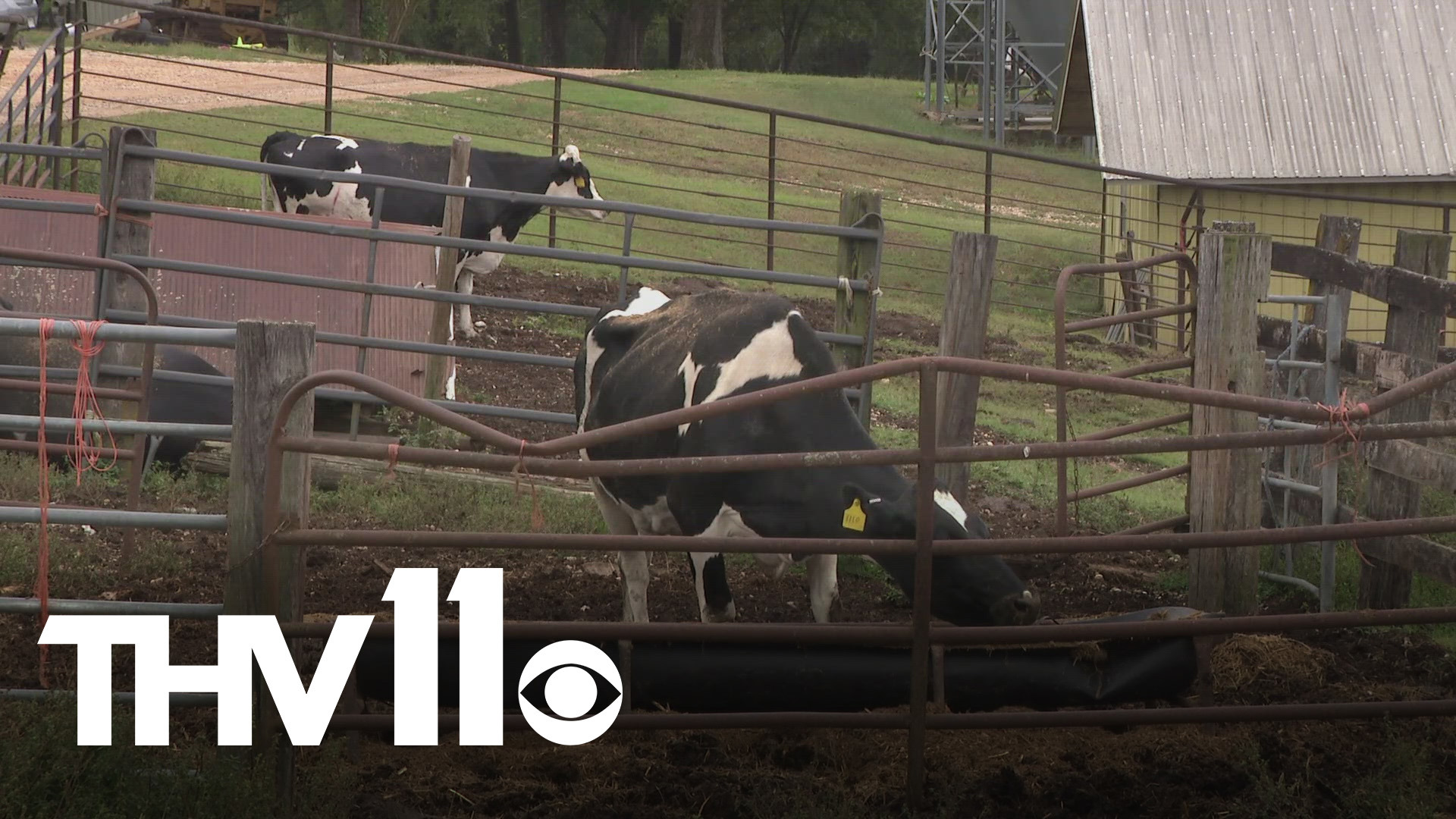 Arkansas farm at risk of closing as government shutdown continues ...