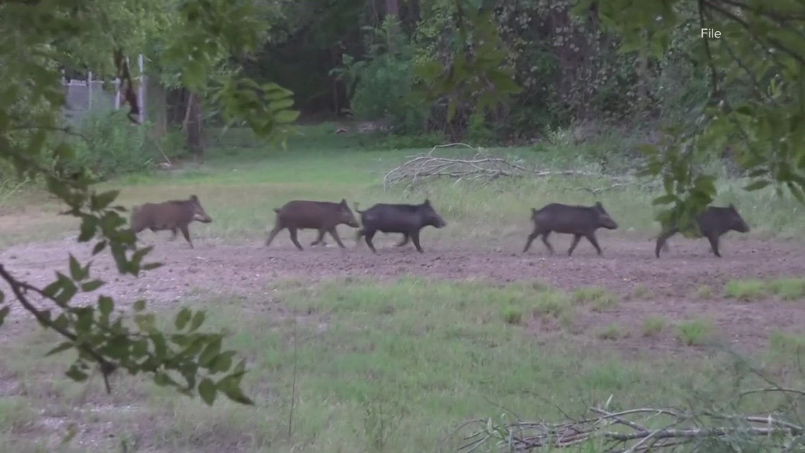 Feral hogs damage rural community in Arkansas | thv11.com