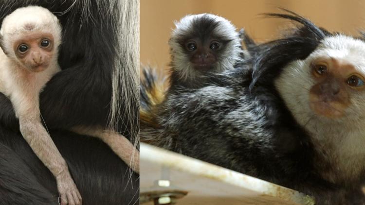 Little Rock Zoo welcomes two adorable new monkey babies | thv11.com